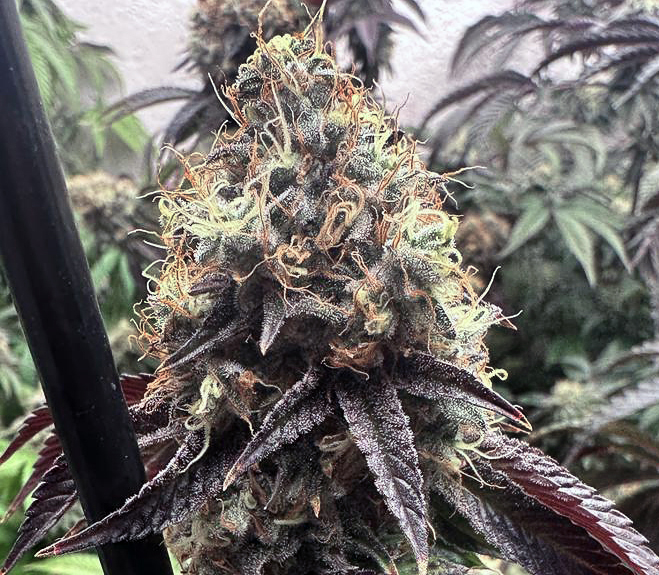 BILBO POUND CAKE - Terpeno Maldito - Grow Shop en Valladolid